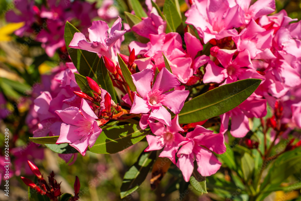 Flor de la planta Nerium oleander, comúnmente conocida como adelfa ...