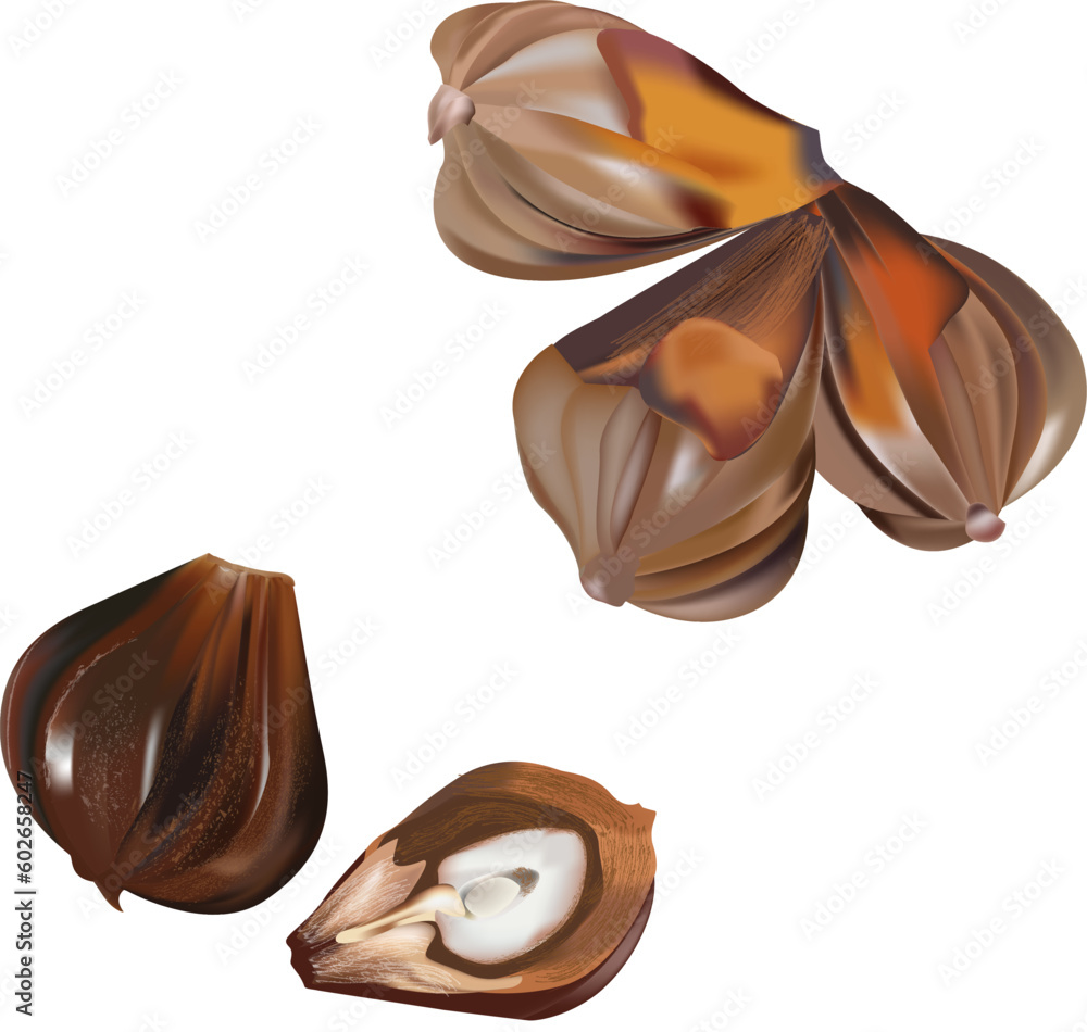 Nypa, Atap palm, Nipa palm, Mangrove palm, fruits Stock Vector | Adobe ...