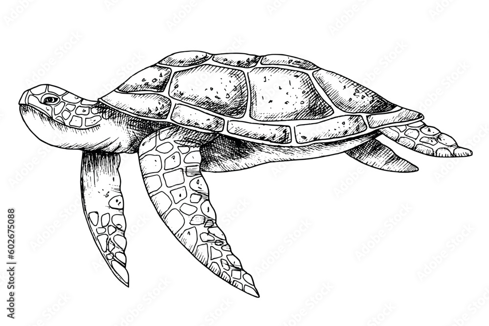 Sea Turtle. Hand drawn vector illustration of undersea Tortoise on ...