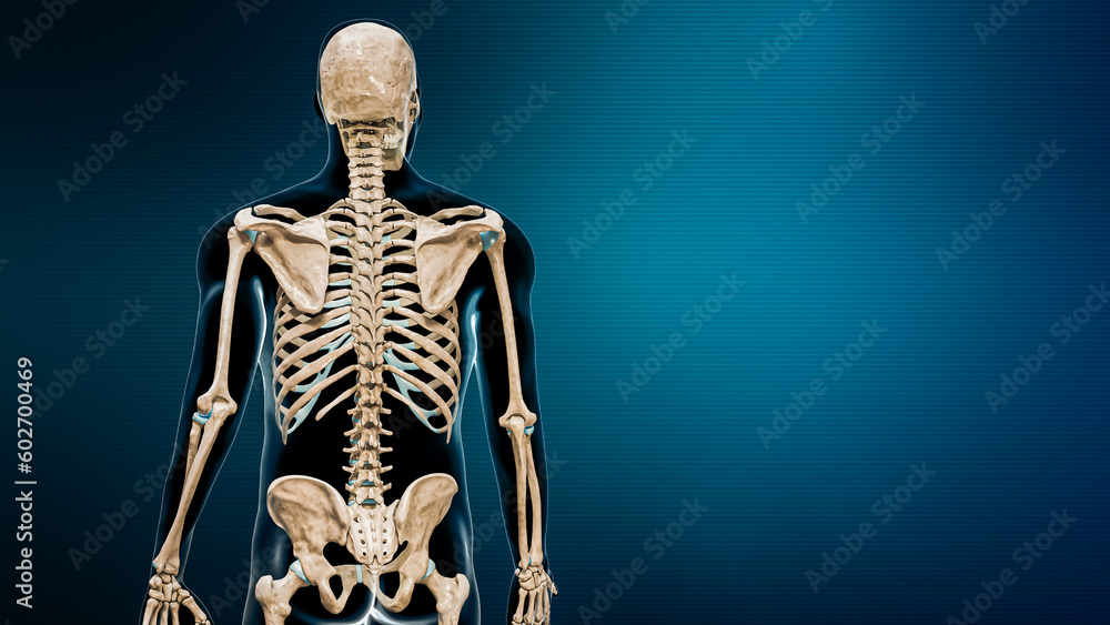 Spinal or vertebral column back view with body 3D rendering ...