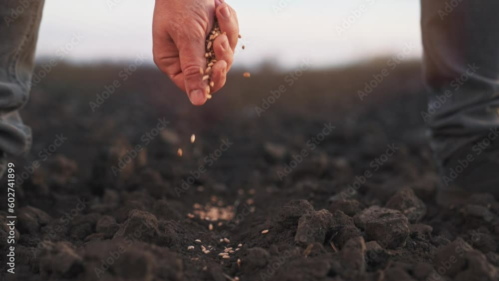 farmer hand planting grain in the soil. agriculture business concept ...