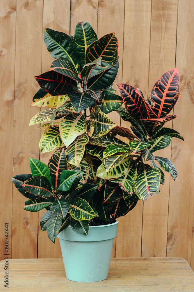 Croton plant close-up. Botanical name is Codiaeum Variegatum. Natural ...