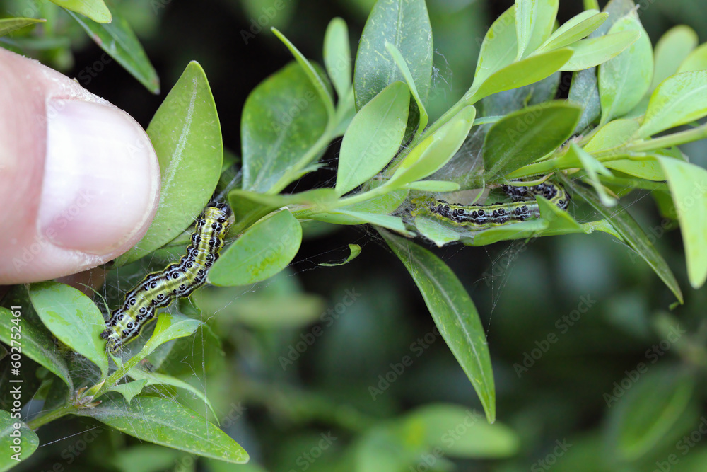 Fototapeta Caterpillars of Box tree moth (Cydalima perspectalis) on ...