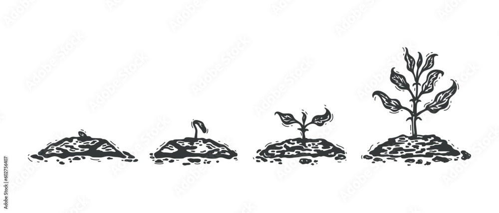Planting and Growing Plants. Plant Stage Growth. Sequence Grow Sapling ...