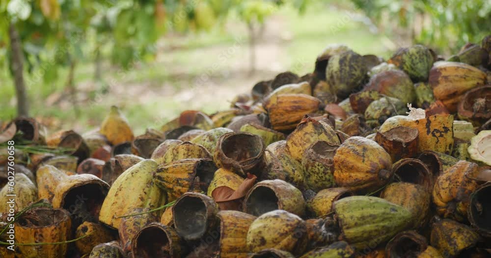 Pile of cocoa pod husks a waste by-product of the cocoa industry obtained after the removal of ...