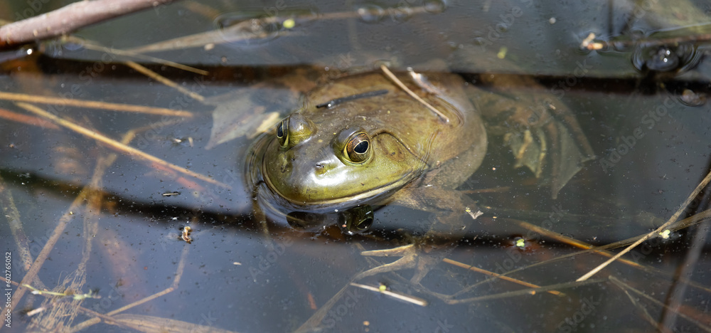 Bullfrog, Preserving Fragile Amphibian Life: Poignant Picture of ...