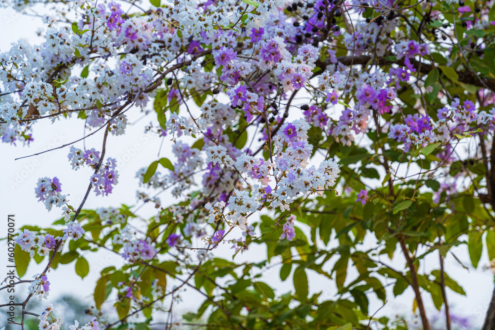 Beautiful blooming bungor (Lagerstroemia loudonii Teijsm. Binn) flowers ...