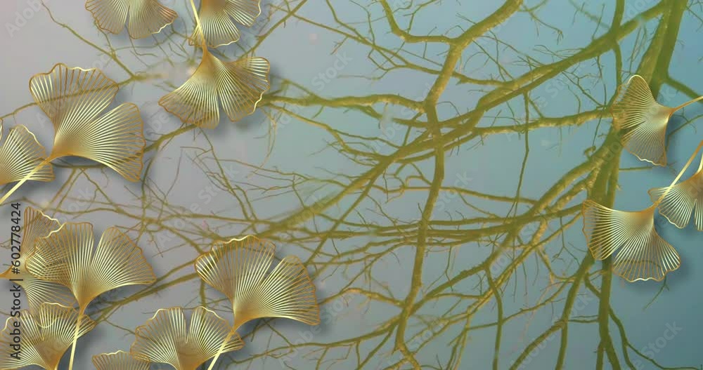 Animated Gold frame of Ginkgo biloba leaves on reflection of branches ...