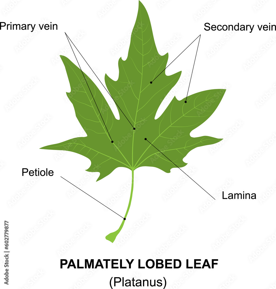 Simple leaf diagram. Simple leaf example. Palmately lobed leaf ...
