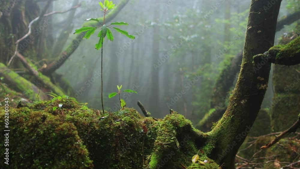 scenic moss forest in the fog, old mossy tree stump in a misty wood ...