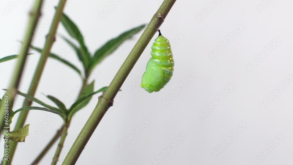 4K video of Monarch caterpillar pupation process sped up 20 times. A ...