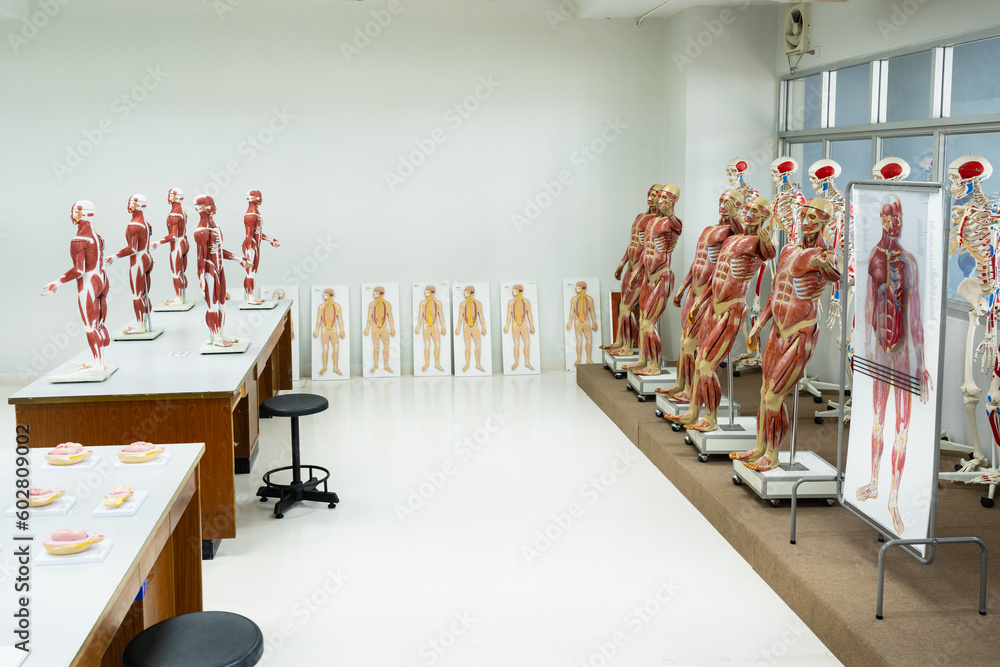 Anatomy model in anatomy classroom at medical school.Science laboratory ...