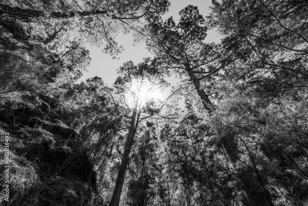 Selva tropical en blanco y negro tupida de plantas y arboles. Stock ...