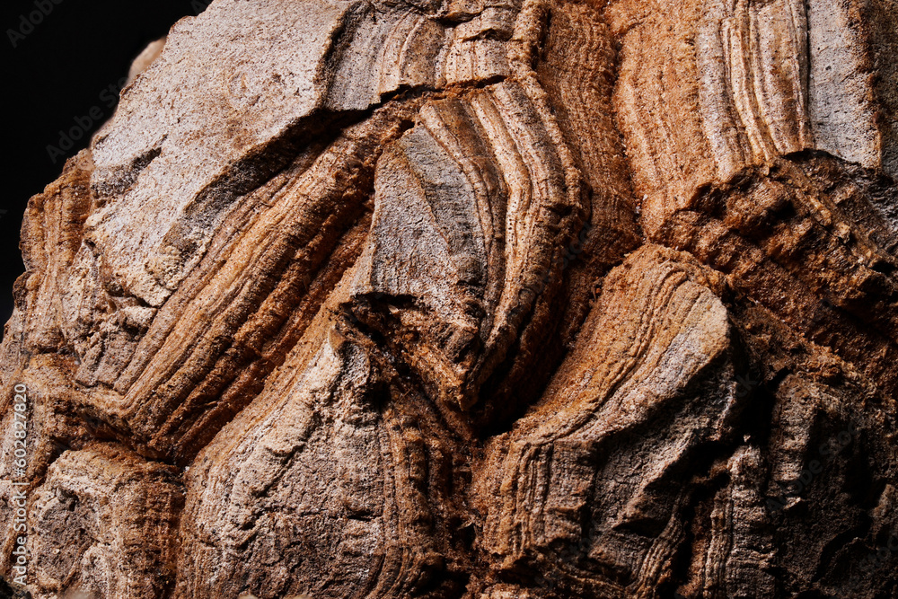 Dioscorea Elephantipes plant super close up on the caudex woody body ...