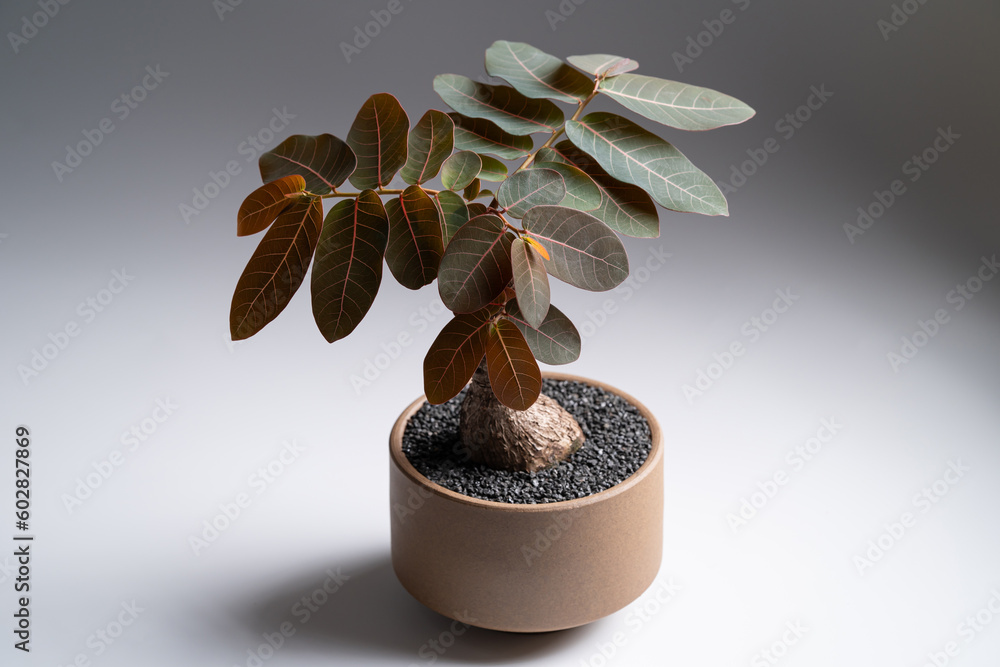 Phyllanthus Mirabilis plant with isolated grey background. Phyllanthus ...