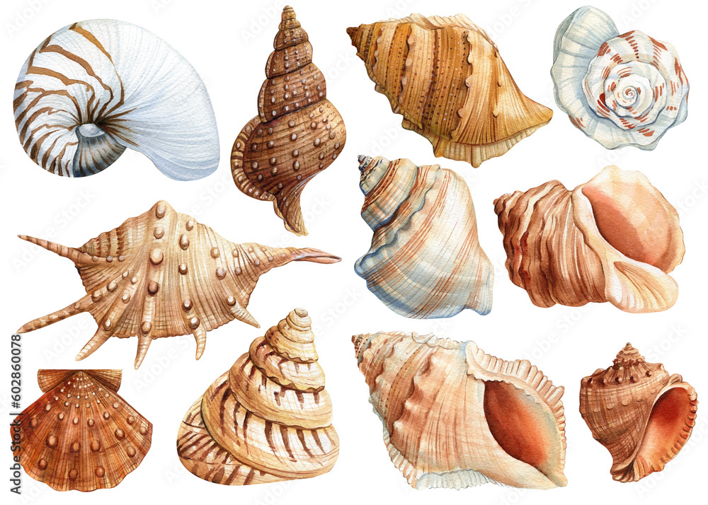 Watercolor seashells set isolated white background. Hand drawn ...
