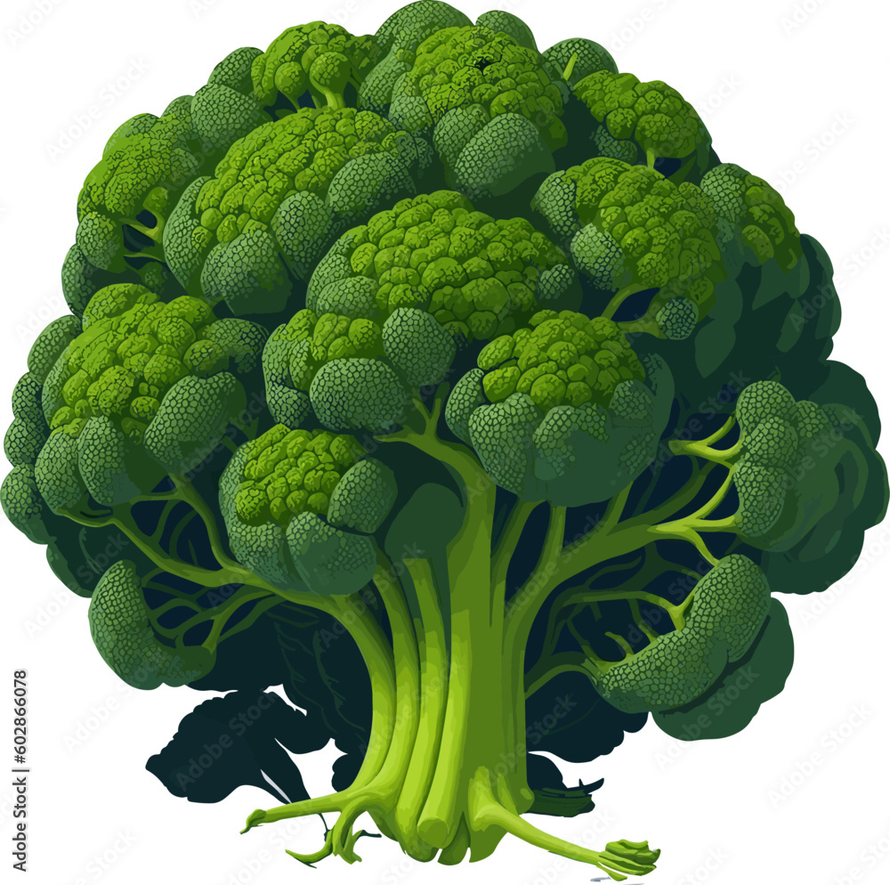 The Romanesco Broccoli vector image represents the artistic and ...