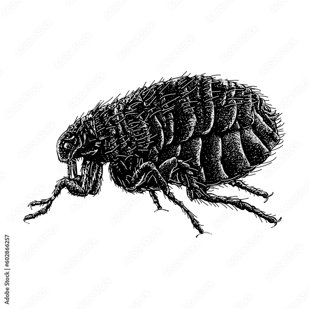 Flea hand drawing vector isolated on background. Stock Vector | Adobe Stock