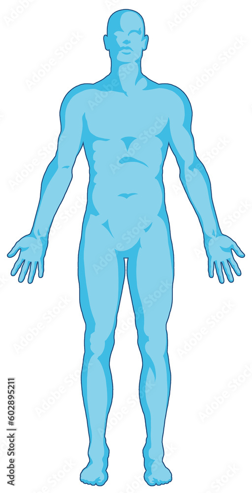 Male body shapes, human body outline, anterior view, full body Stock ...