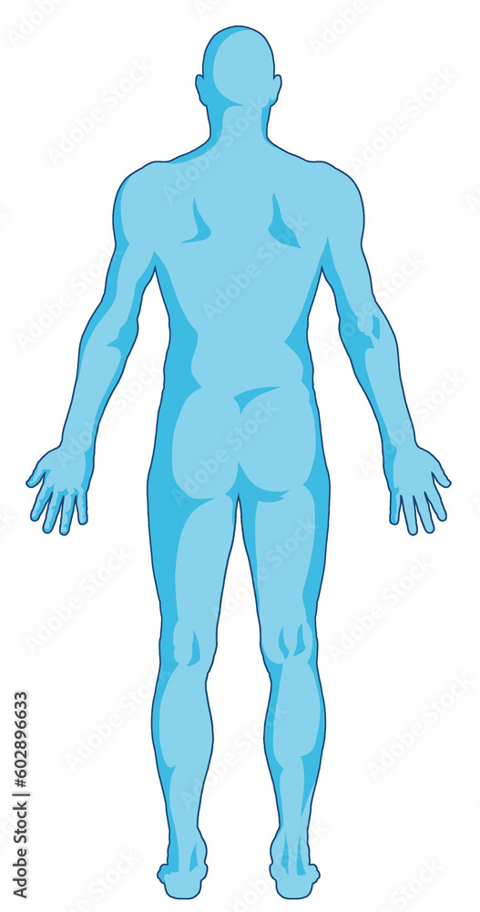 Male body shapes, human body outline, posterior view, full body Stock ...