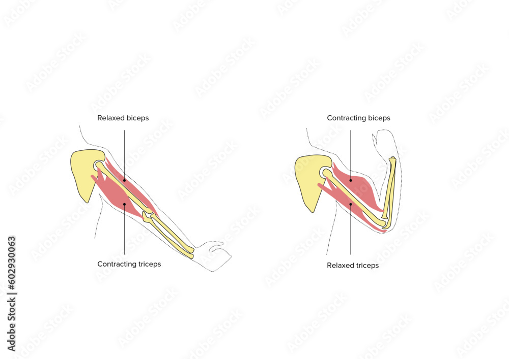 Biology, biceps and triceps contraction Stock Vector | Adobe Stock