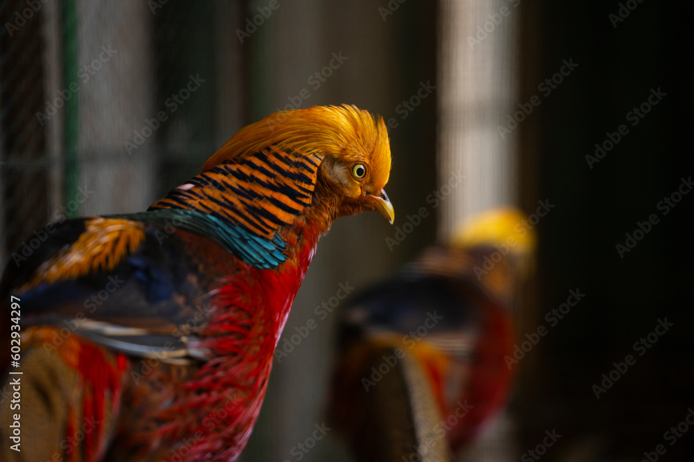 Male golden pheasant. Chrysolophus pictus. Photo of Chinese pheasant ...
