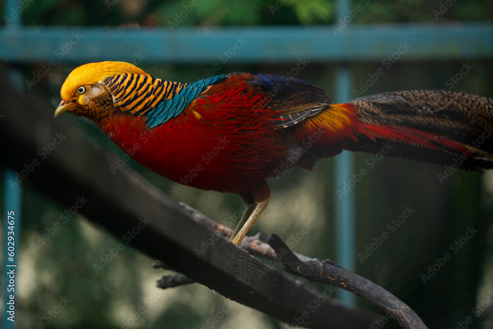 Male golden pheasant. Chrysolophus pictus. Photo of Chinese pheasant ...