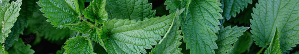 Stinging nettle leaves as background. Green texture of nettle. Top view ...
