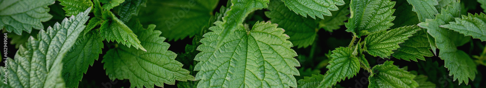 Stinging nettle leaves as background. Green texture of nettle. Top view ...