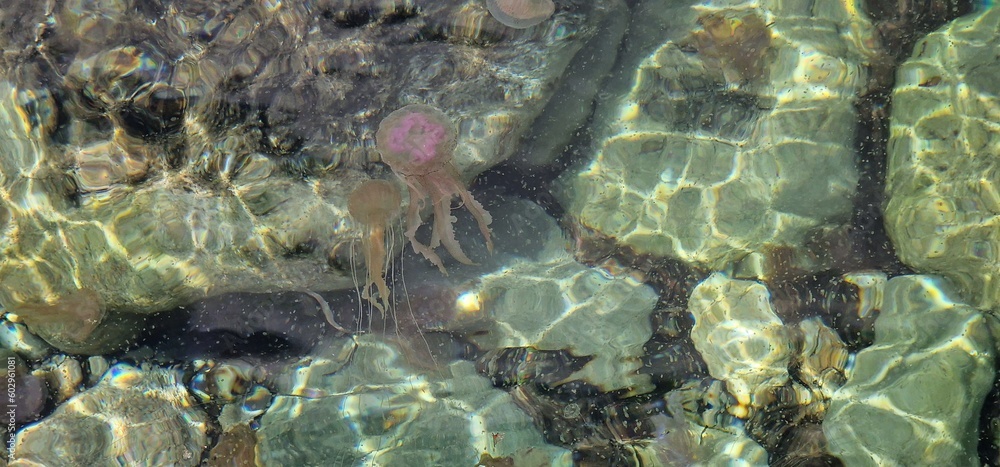 common jellyfish species found in Mallorca is the Pelagia noctiluca ...