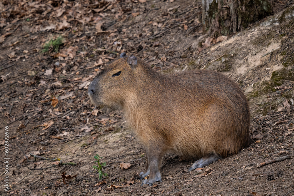 Capybara - Hydrochoerus hydrochaeris, portrait of giant rodent from ...