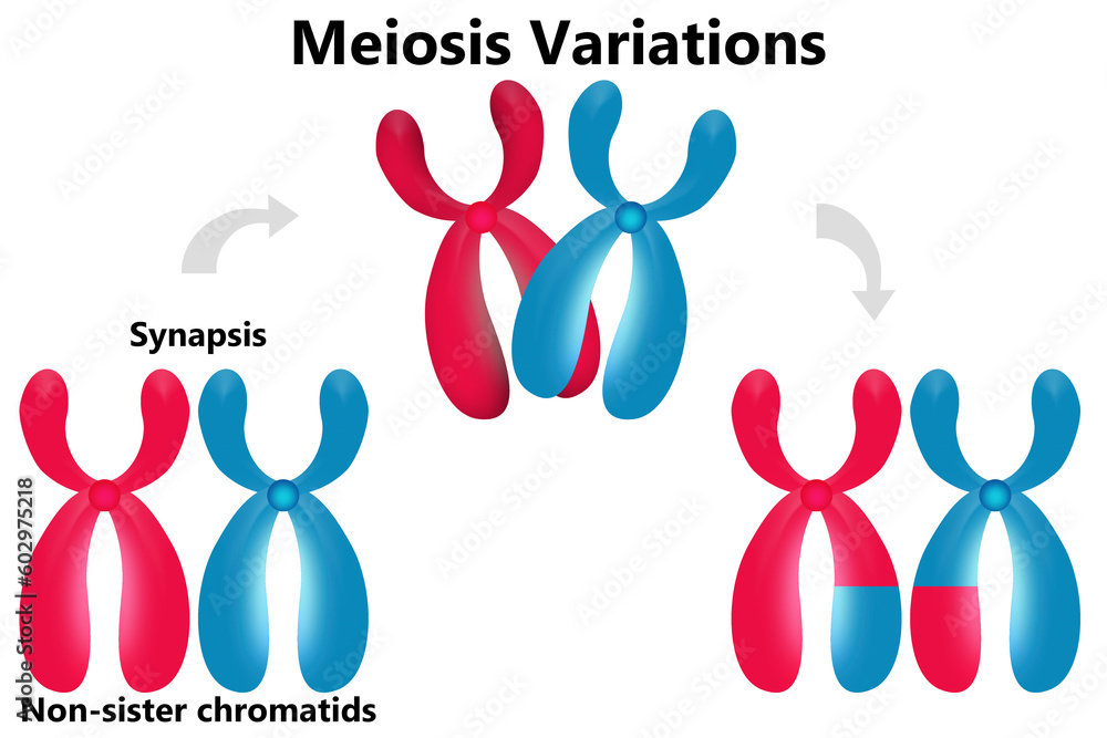 Poster Diagram of Meiosis Variations and duplication – Wall Art | UkPosters