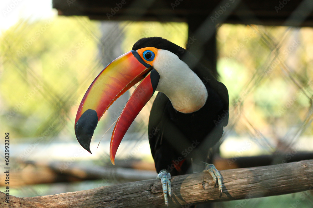 Foto de Beautiful Background of Scarlet and Blue Gold Macaws in Zoo ...