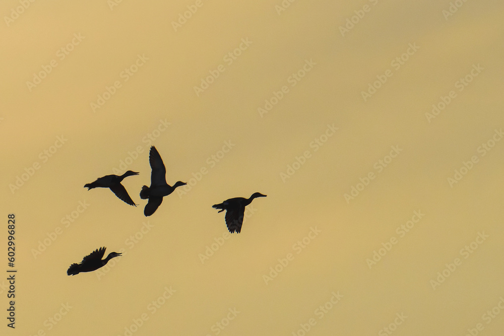 Patos volando a contraluz en el atardecer. Stock Photo | Adobe Stock