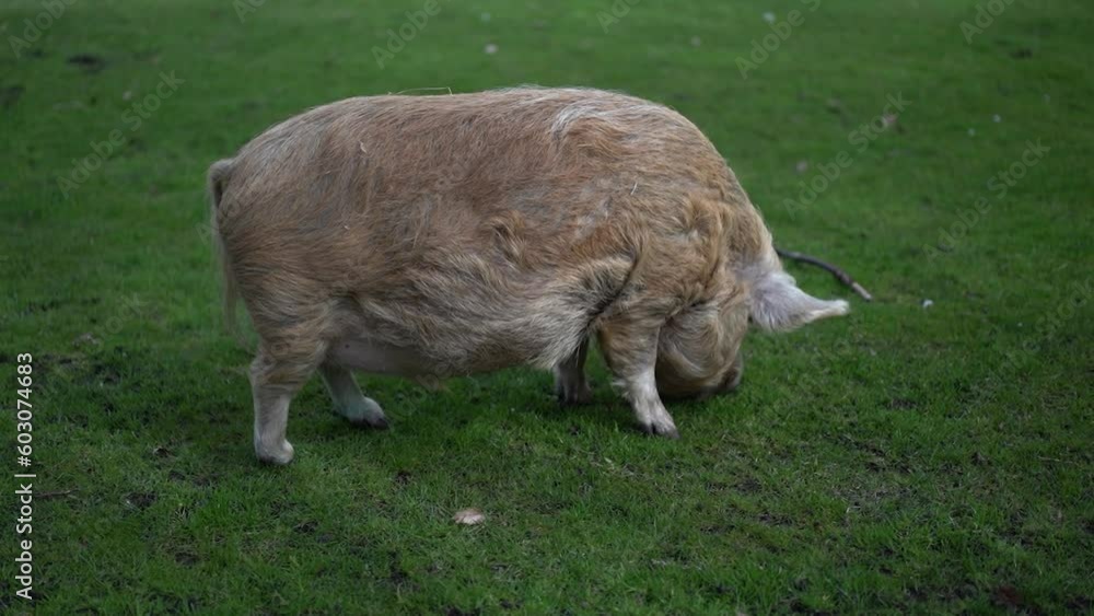 Vidéo Stock A large long-haired pig of the Mangalica breed is grazing ...