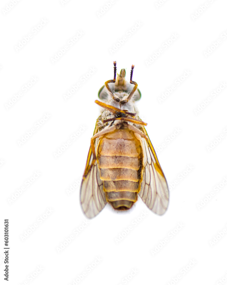 striped horse fly - Tabanus lineola - is a species of biting horse-fly ...
