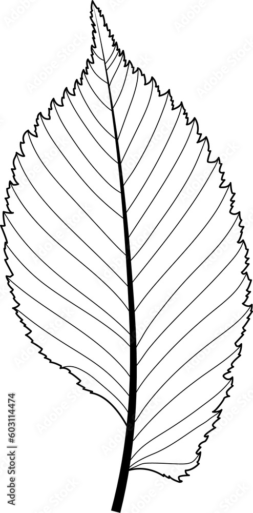 Simple leaf example. Simple leaf with pinnate venation. Elm leave with ...