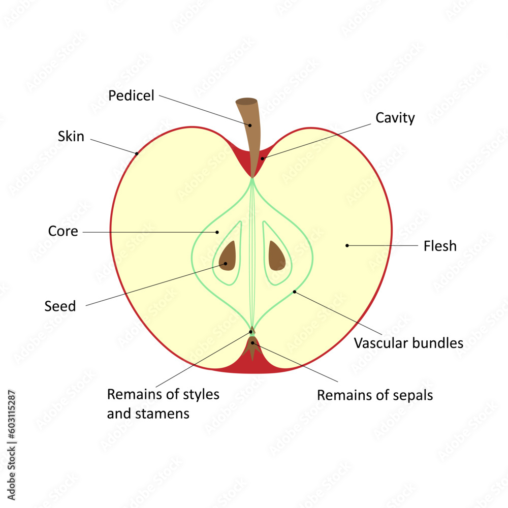 Labelled diagram of an apple. The internal structure of the fruit of ...