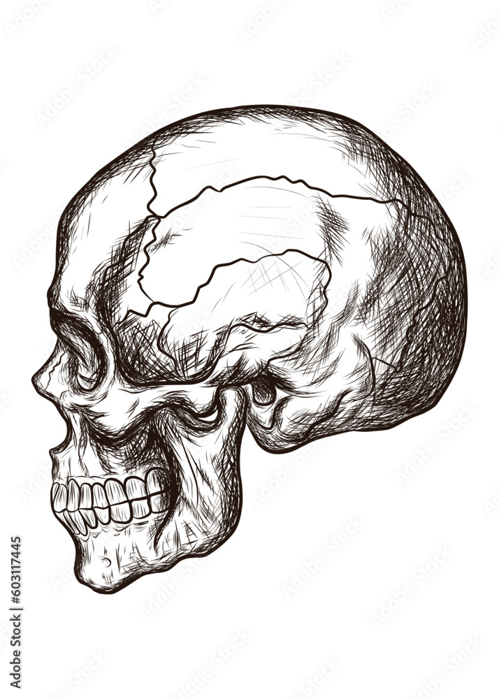 Skull man in profile sketch style graphic, vector illustration isolated ...