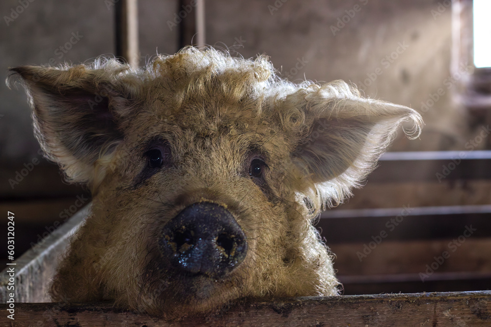 Foto de Close-up of the muzzle of a mangalica pig. The Hungarian Downy ...