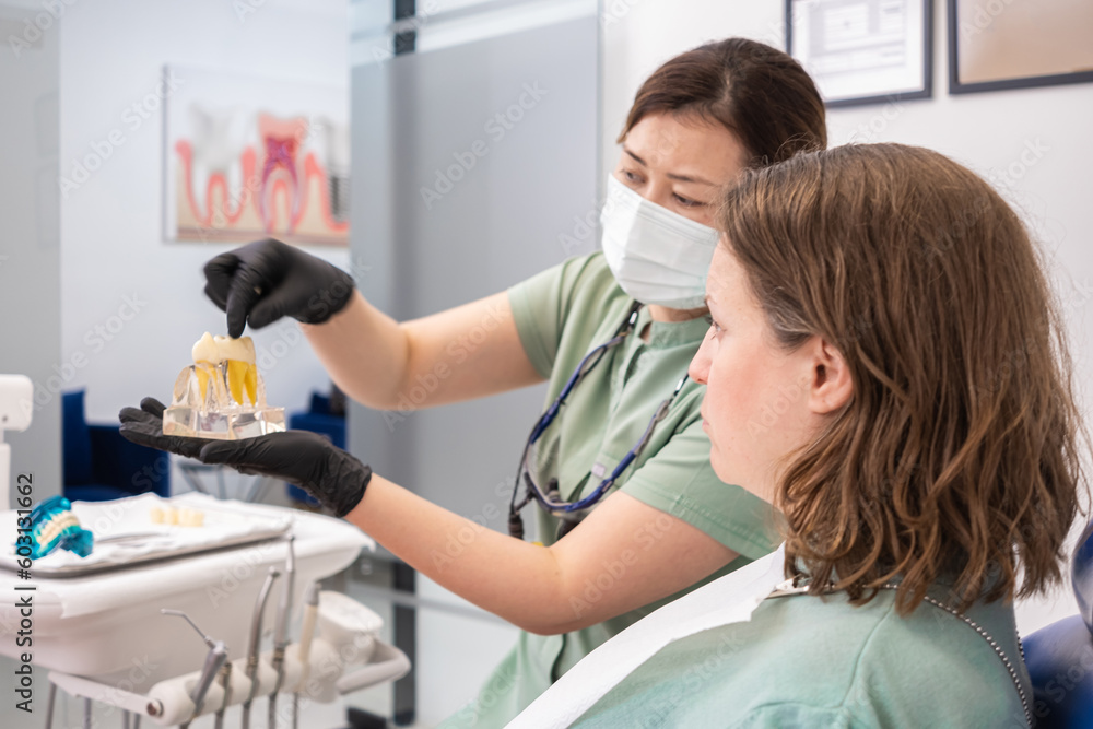 Dental professional displaying human teeth model, indicating the dental ...