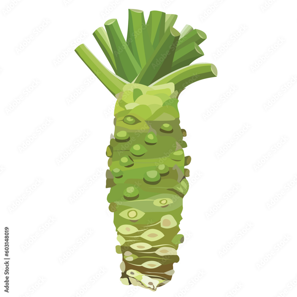 Vector Illustration of Wasabi Roots Wasabi Plant Wasabi Japanese ...