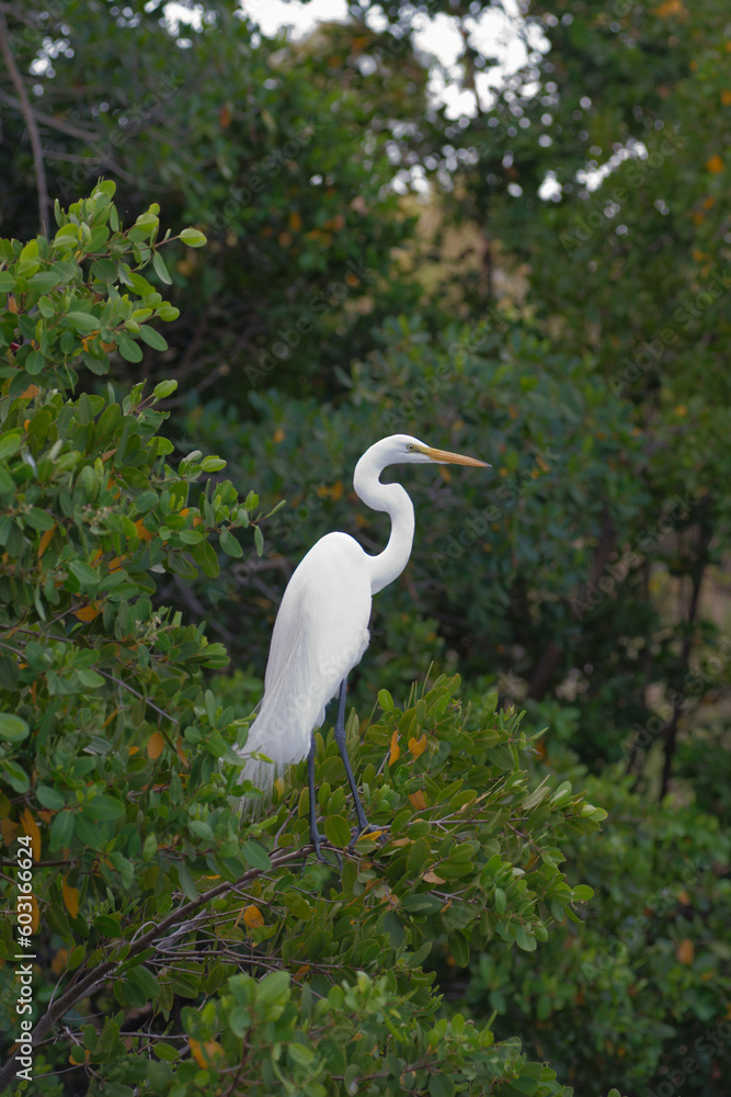 White Egret Bird looking right while roosted in tree beside water ...