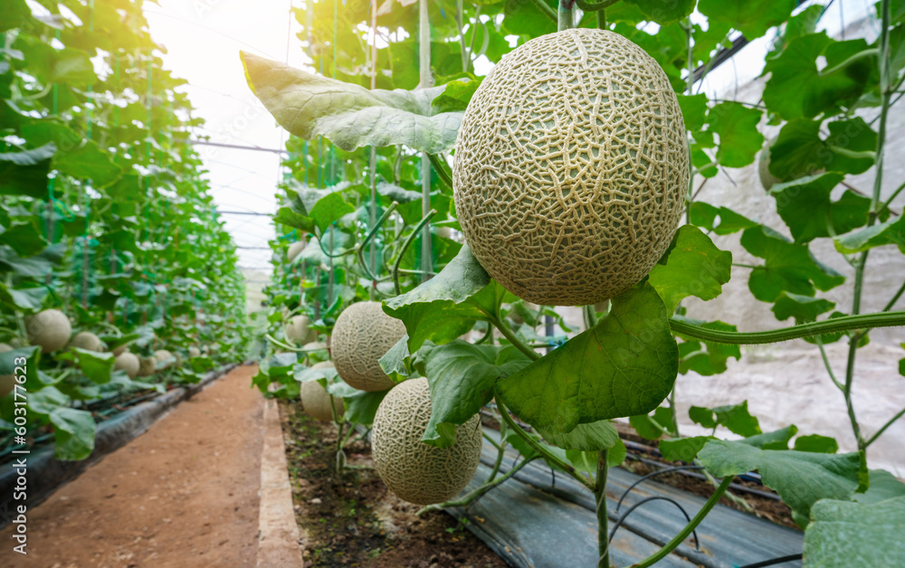 Agriculture concept. Melon farm in large greenhouses. Use modern ...