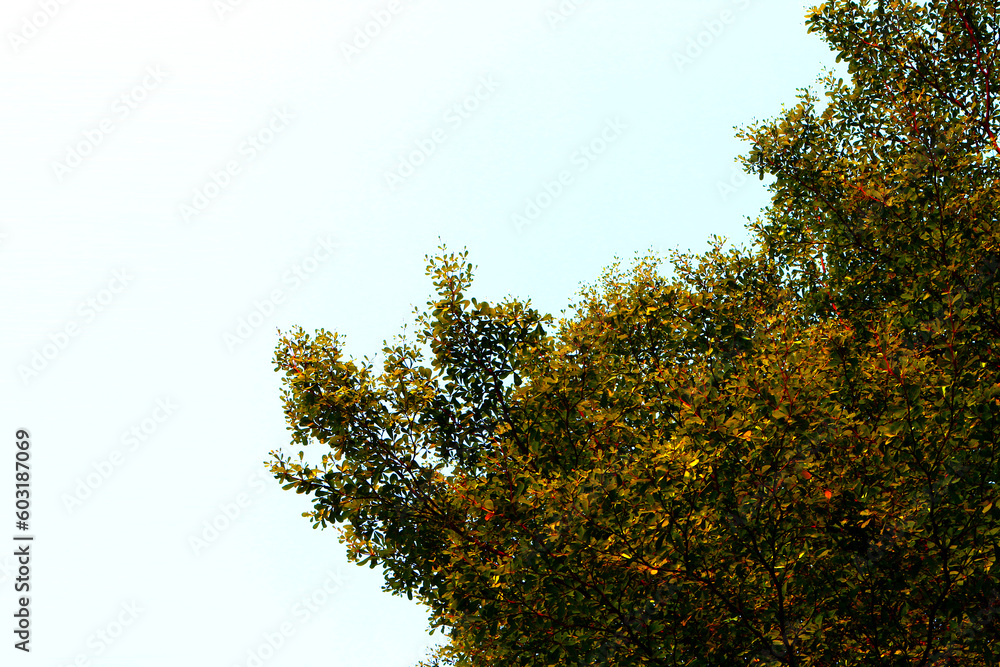 Spiny black olive (Bucida Molineti) also commonly known as Indian ...
