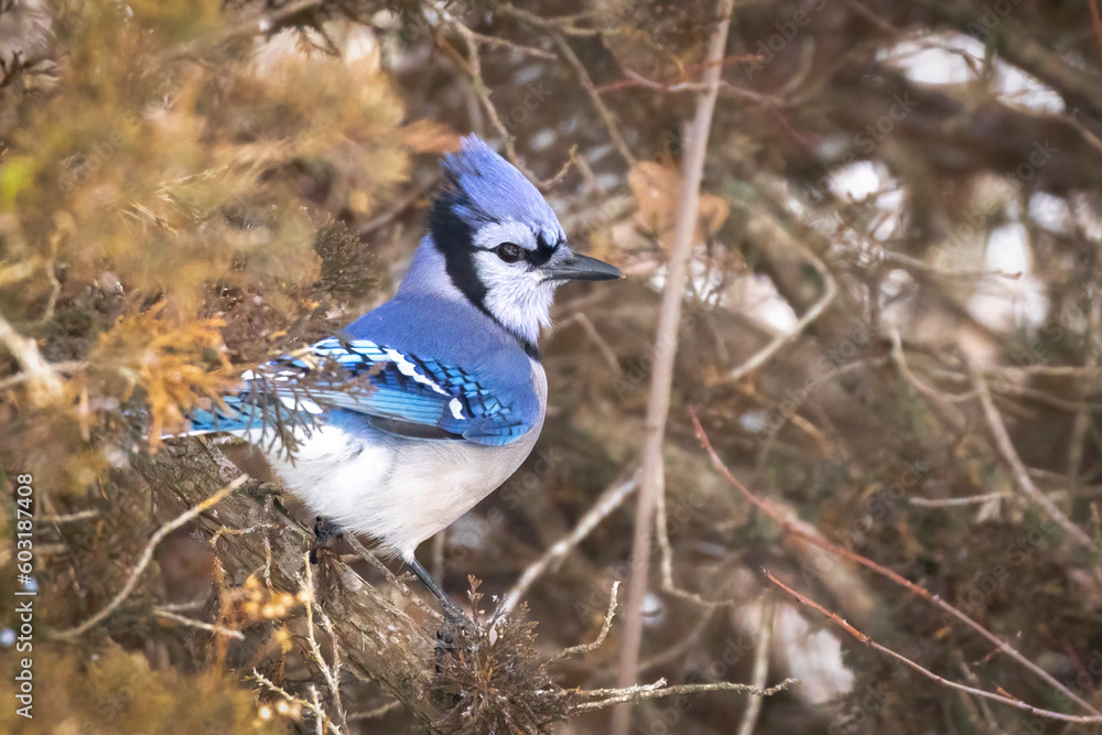 Deep Blue Crested Blue Jay (Cyanocitta cristata) in a yew tree. Classic ...