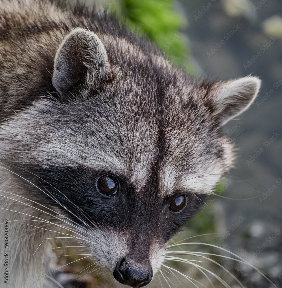 Head shot of cute Raccoon. Eye to eye with Raccoon Procyon lotor, also ...