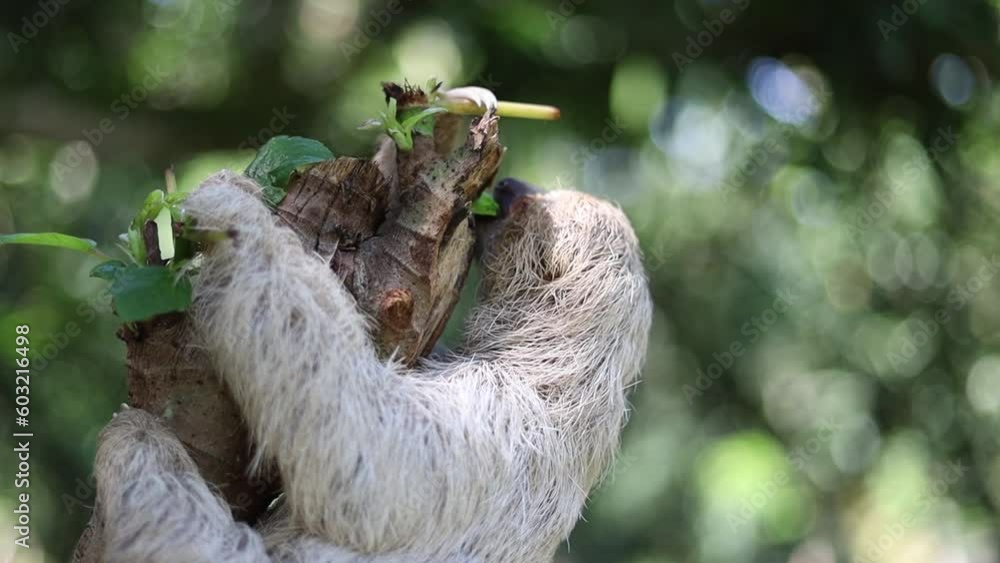 Close-up horizontal landscape of a sloth eating leaves and walking on a ...