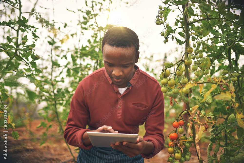 Black man, tablet and farmer check on tomato crops with agriculture and ...