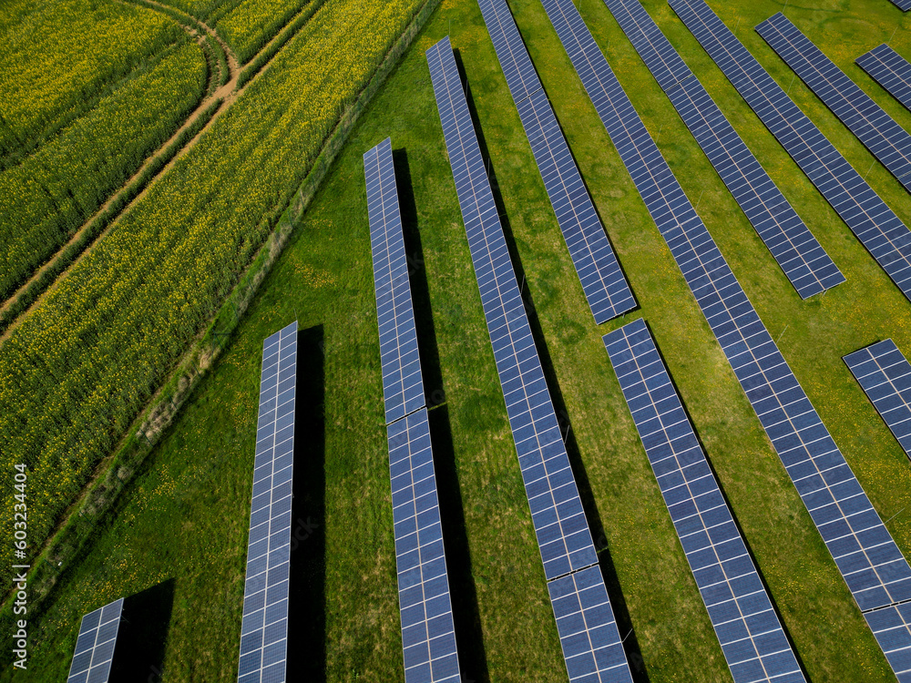 photovoltaic power plant in a rapeseed field. chemical technology crops ...